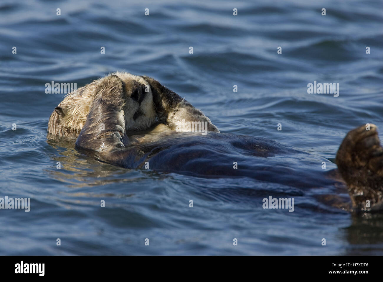 Sea Otter (Enhydra lutris) rubbing eyes, Monterey Bay, California Stock ...