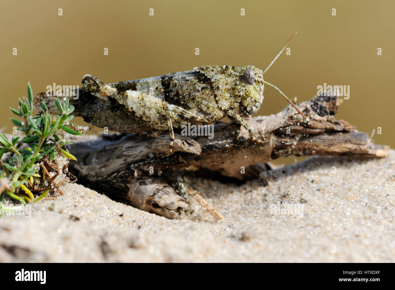 Blue-winged Grasshopper (Oedipoda caerulescens), Noord-Holland ...