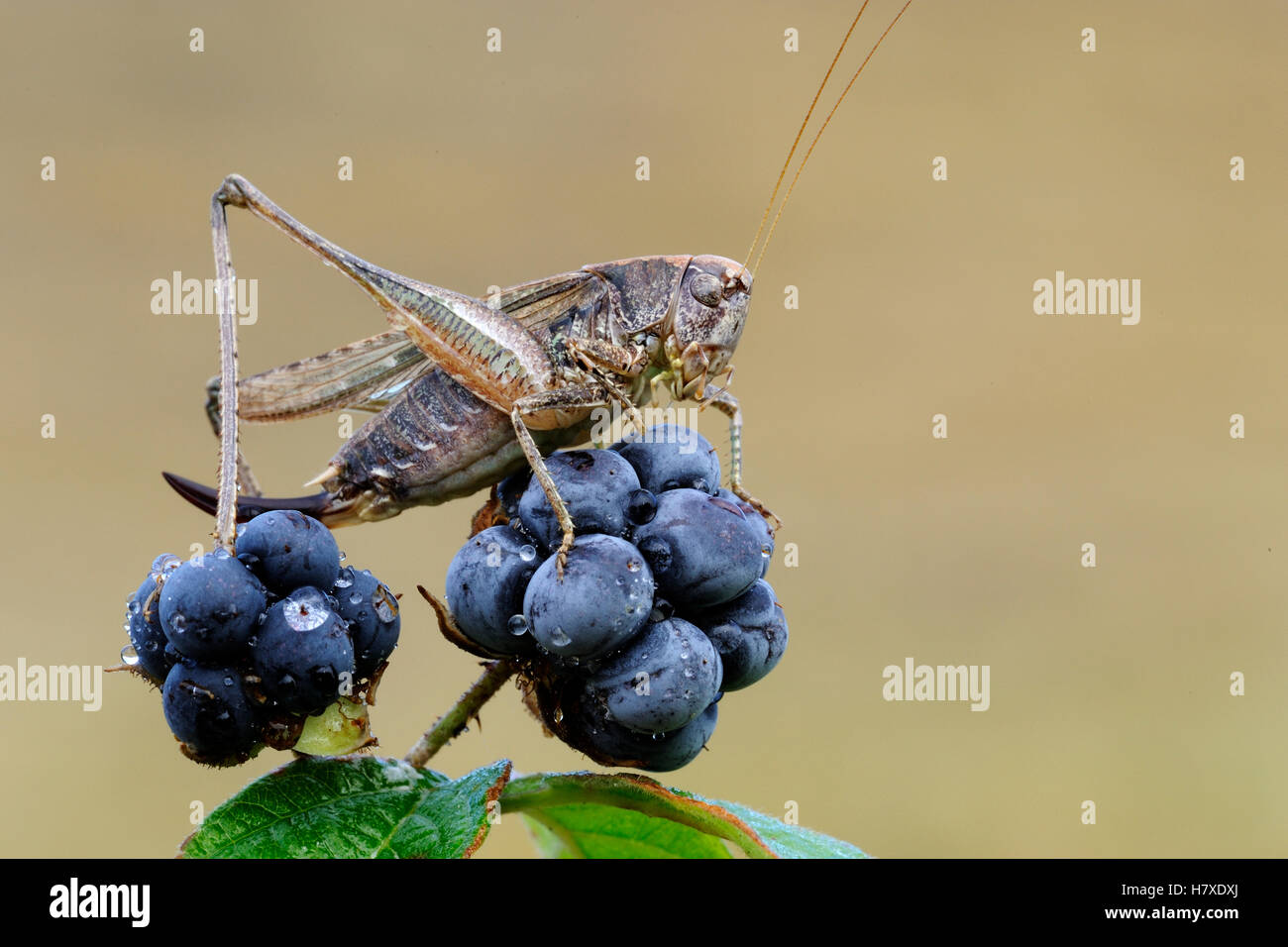 Grey Bush Cricket (Platycleis albopunctata) on berries, Noord-Holland ...