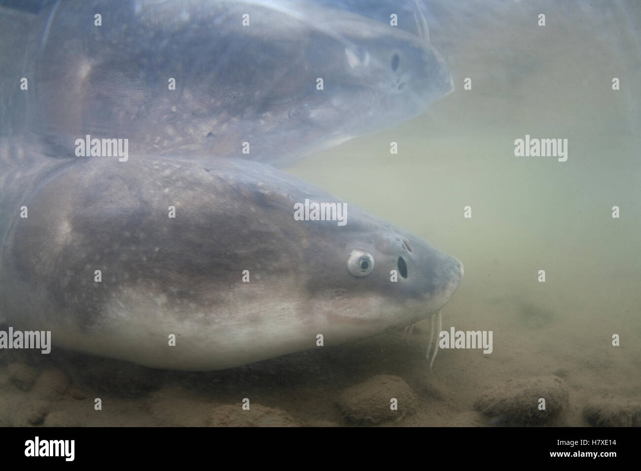 White Sturgeon (Acipenser transmontanus), Chilliwack, Canada Stock ...