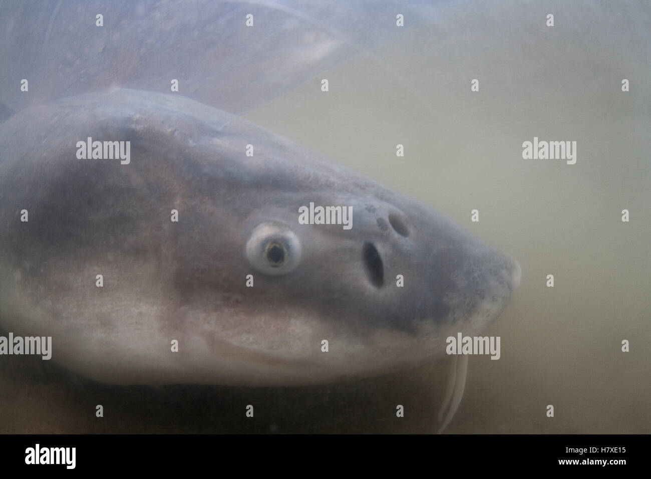 White Sturgeon (Acipenser transmontanus), Chilliwack, Canada Stock ...