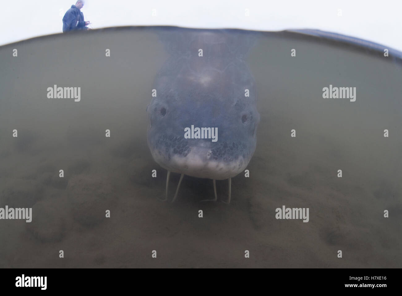 White Sturgeon (Acipenser transmontanus) split view, Chilliwack, Canada ...
