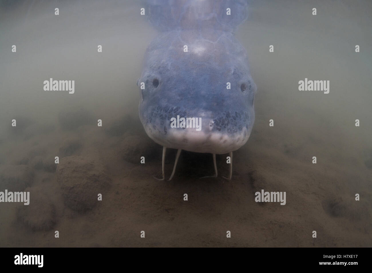 White Sturgeon (Acipenser transmontanus), Chilliwack, Canada Stock ...