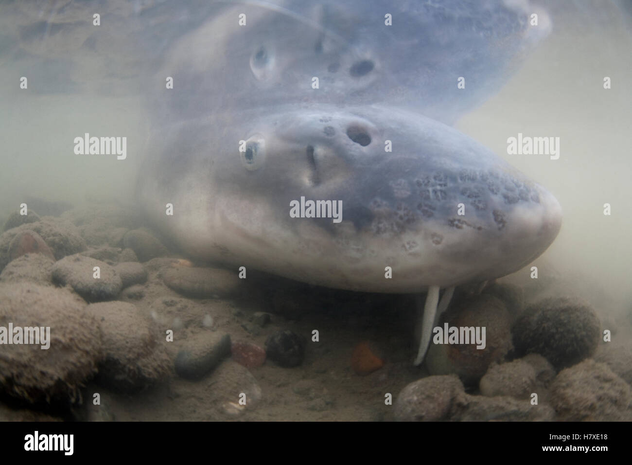 White Sturgeon (Acipenser transmontanus), Chilliwack, Canada Stock ...
