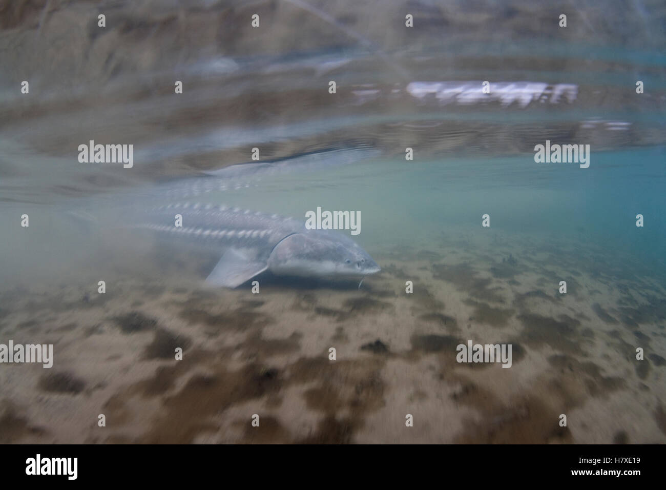 White Sturgeon (Acipenser transmontanus), Chilliwack, Canada Stock ...