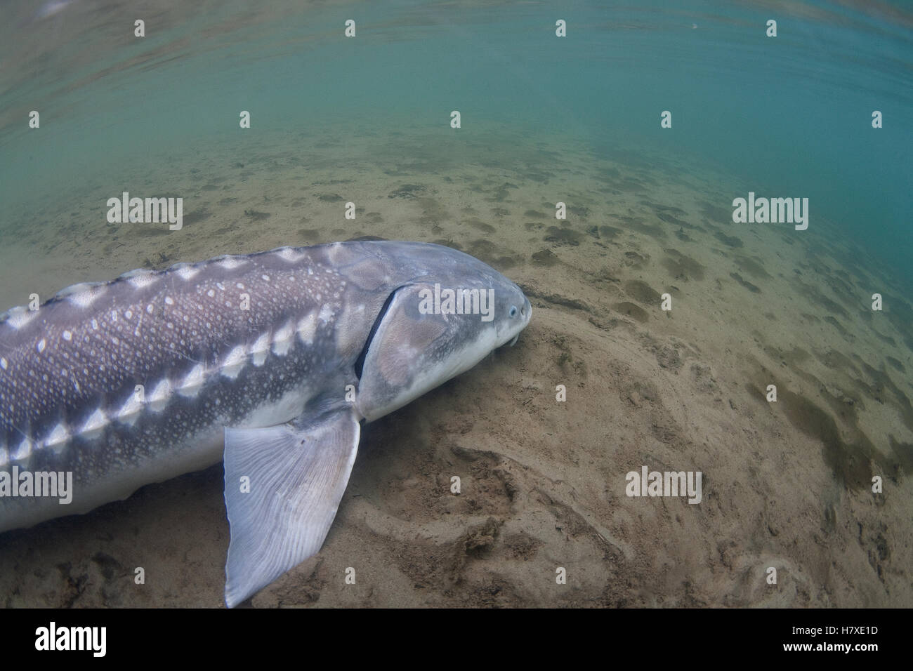 White Sturgeon (Acipenser transmontanus), Chilliwack, Canada Stock ...