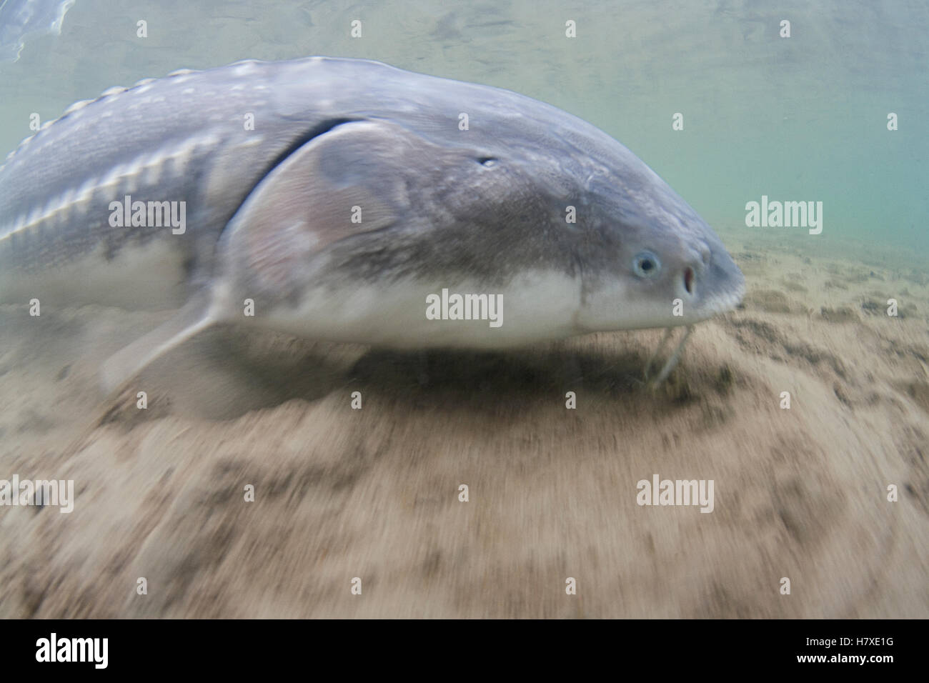 White Sturgeon (Acipenser transmontanus), Chilliwack, Canada Stock ...