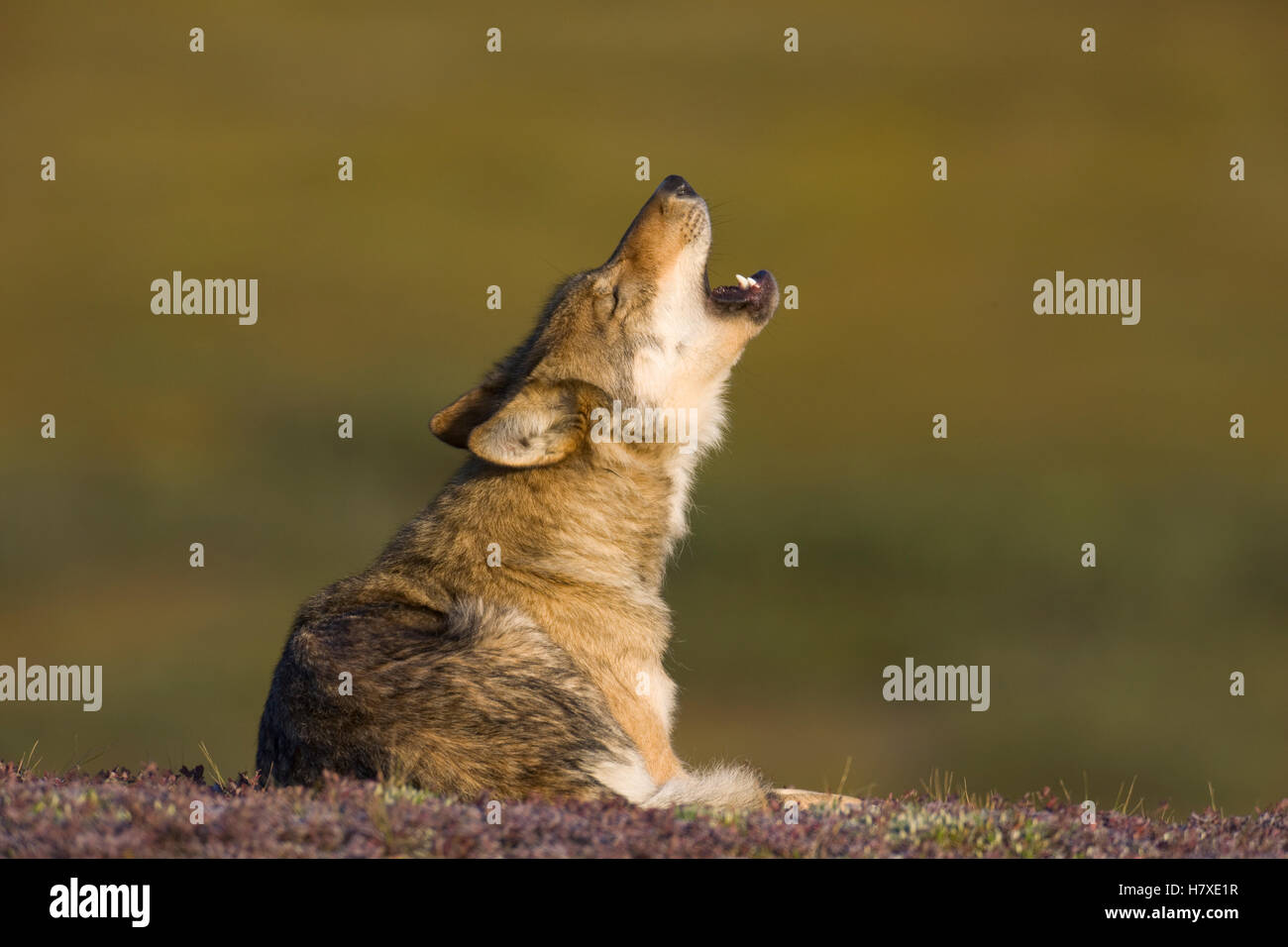 Gray Wolf (Canis lupus) howling, Denali National Park, Alaska Stock ...