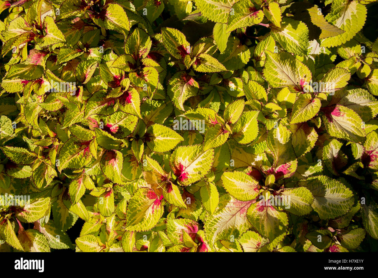 colorful flowers and leaves texture in autumn Stock Photo - Alamy
