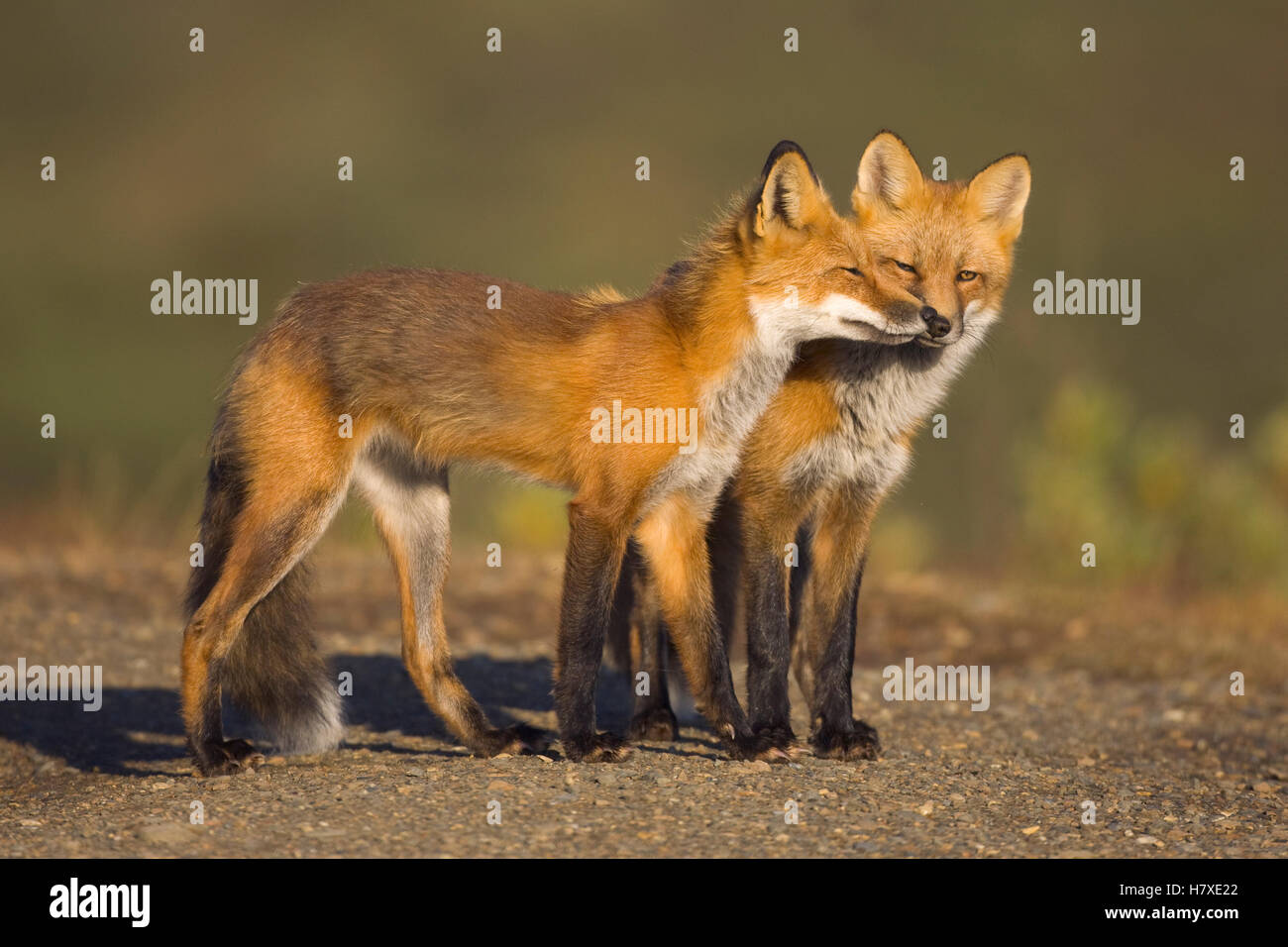 Red Fox (Vulpes vulpes) siblings, Denali National Park, Alaska Stock ...