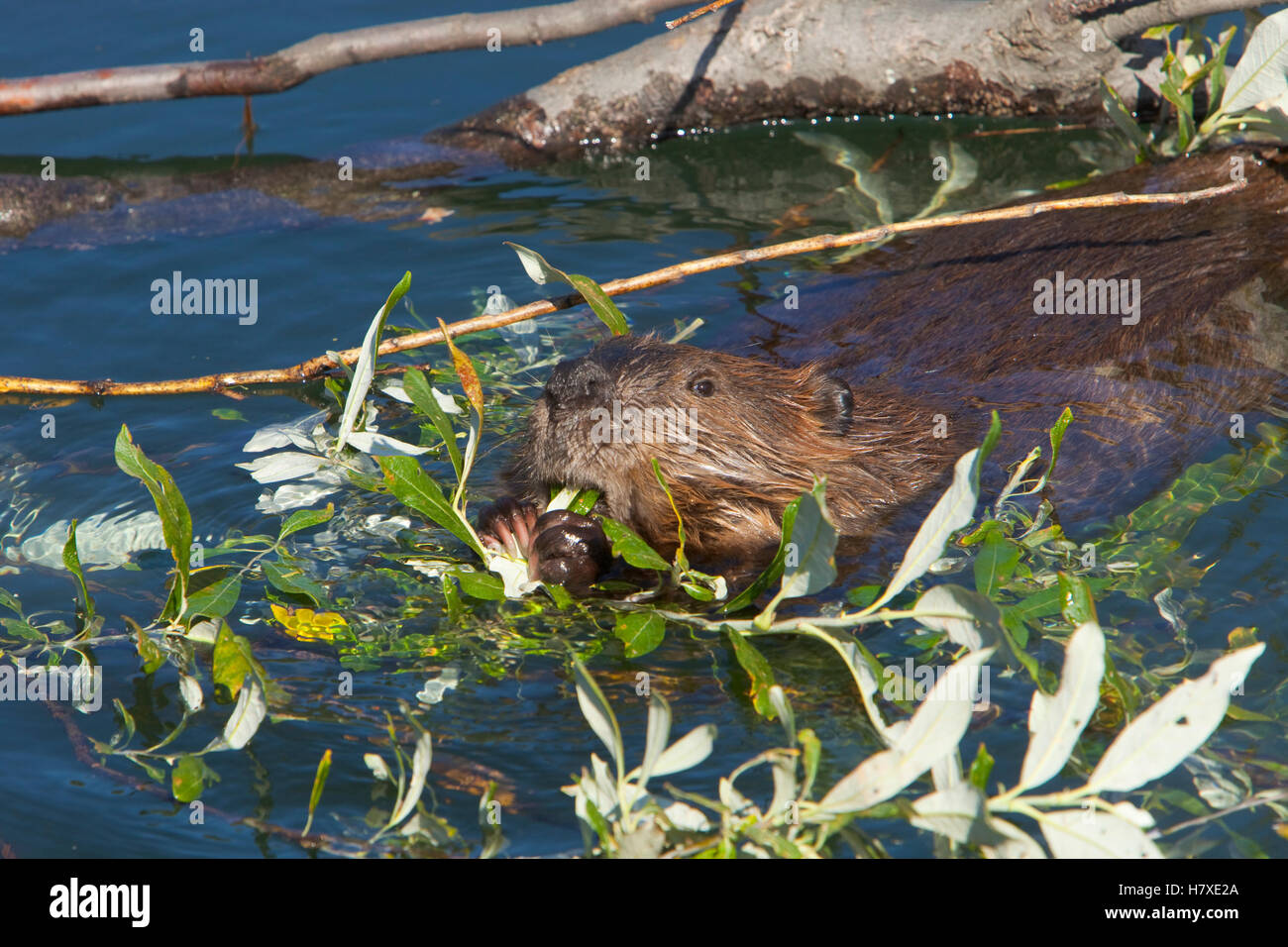American Beaver (Castor canadensis) eating willow leaves from cut log ...