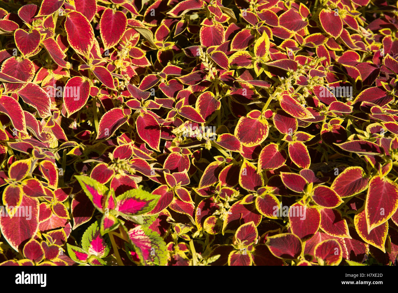 colorful flowers and leaves texture in autumn Stock Photo - Alamy