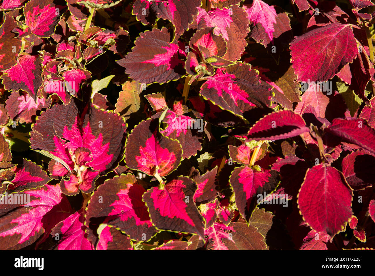colorful flowers and leaves texture in autumn Stock Photo - Alamy