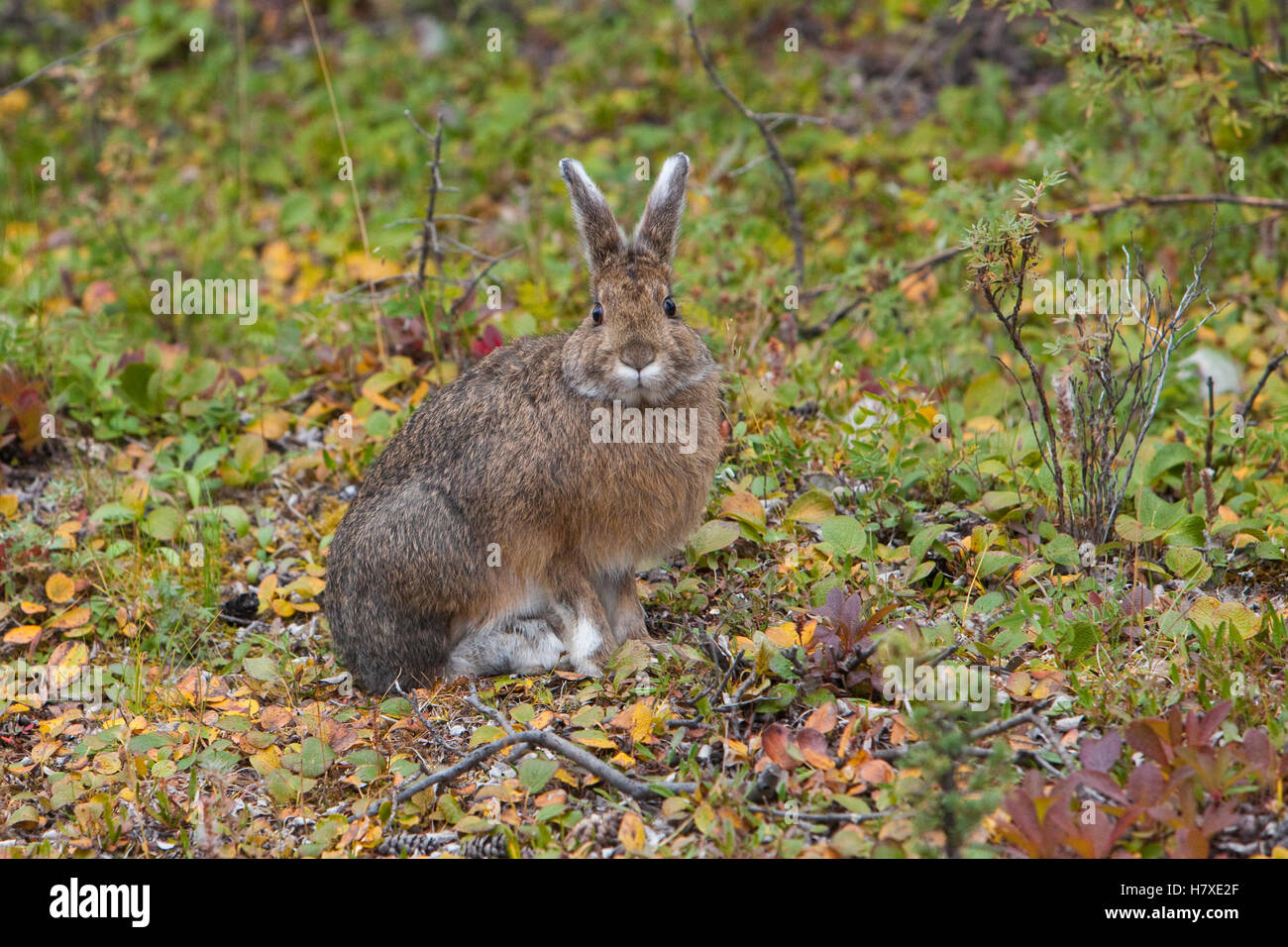 Snowshoe Hare (Lepus americanus), Denali National Park, Alaska Stock ...