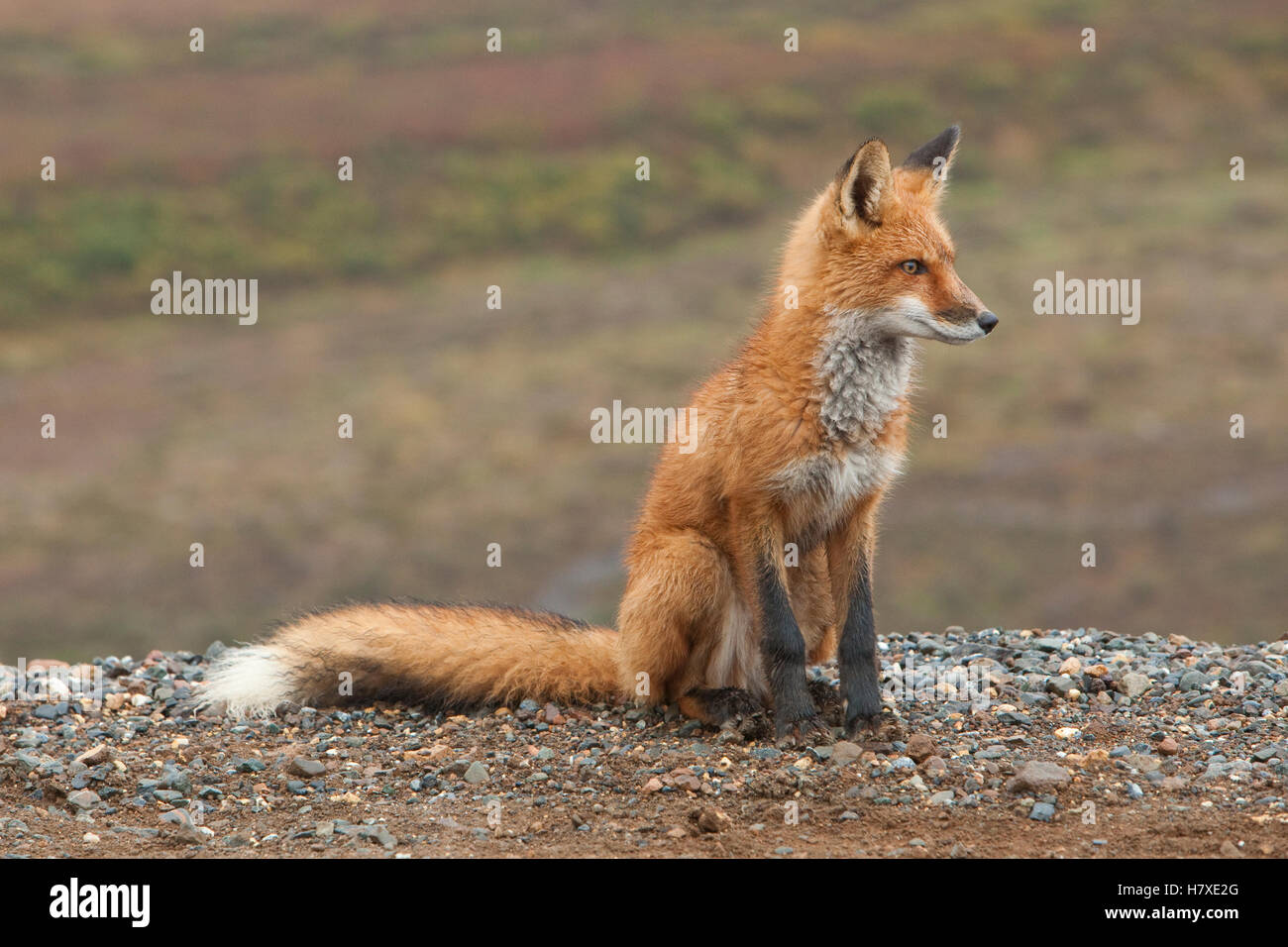 Red Fox (Vulpes vulpes), Denali National Park, Alaska Stock Photo - Alamy