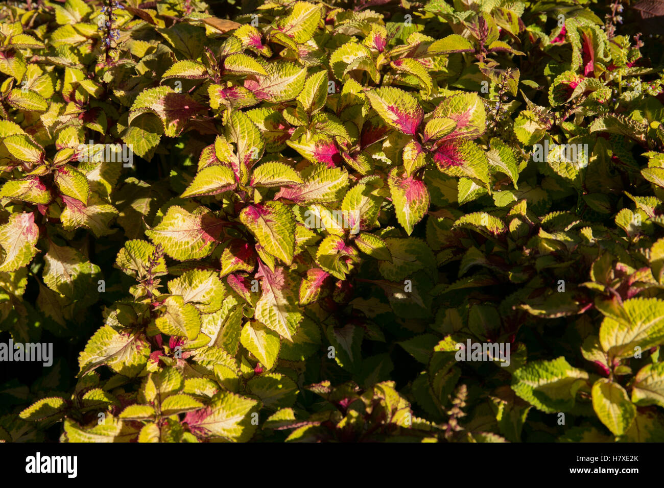 colorful flowers and leaves texture in autumn Stock Photo - Alamy