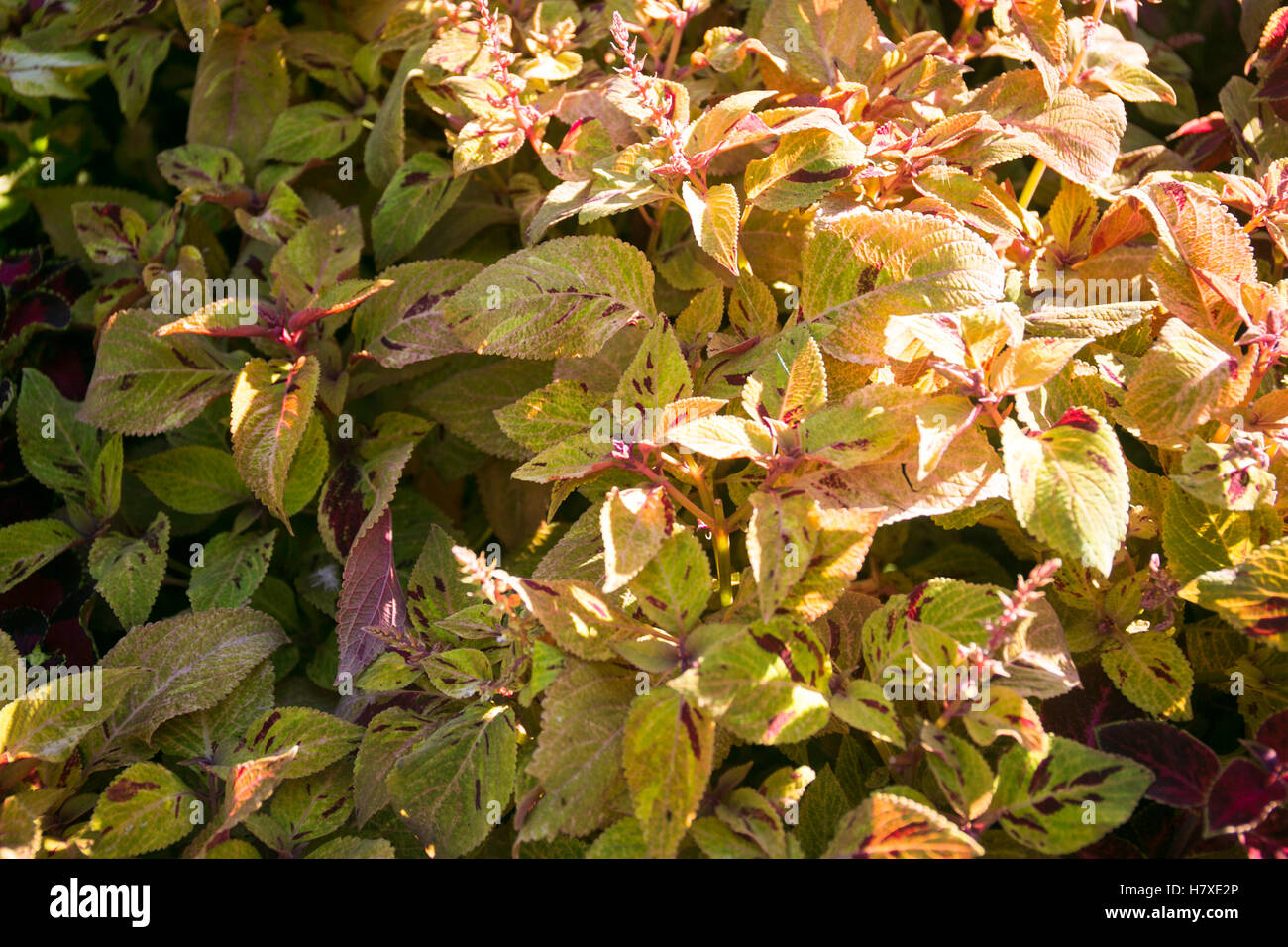 colorful flowers and leaves texture in autumn Stock Photo - Alamy