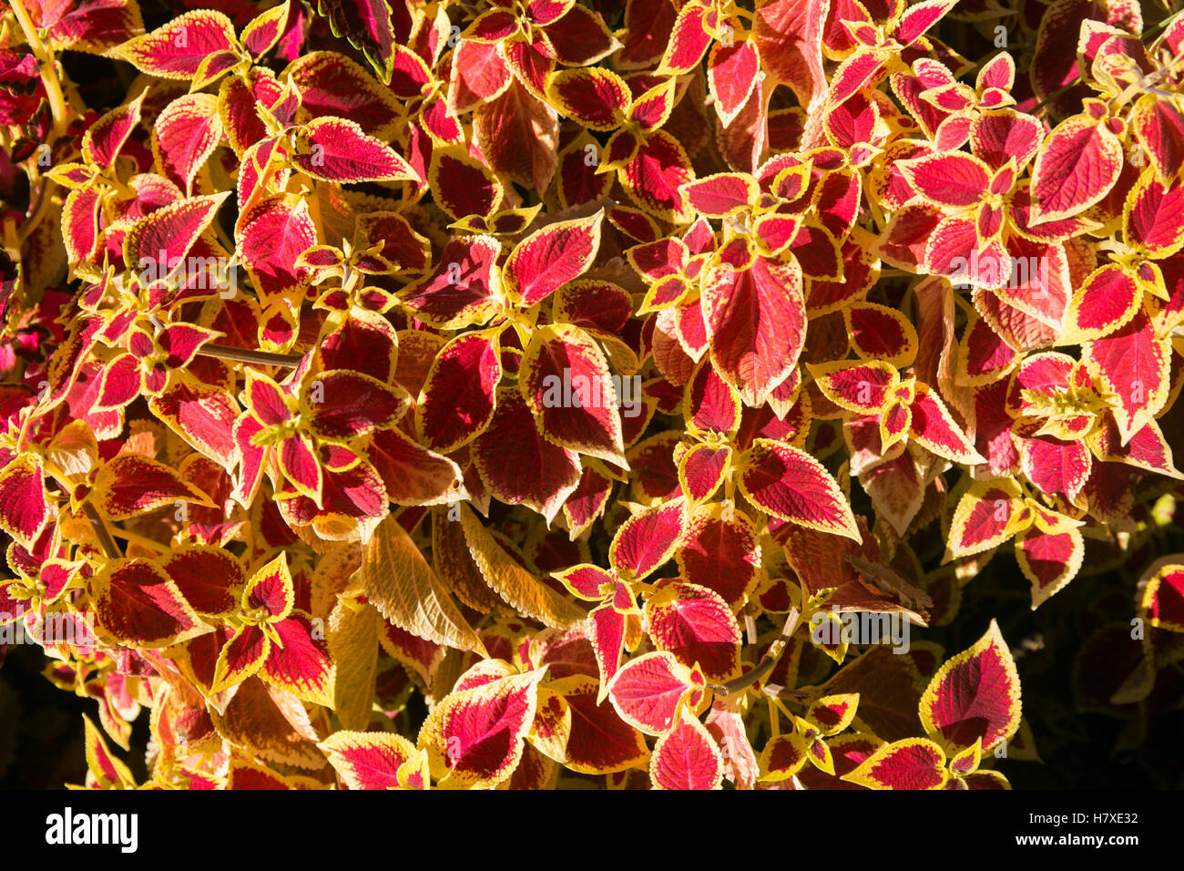 colorful flowers and leaves texture in autumn Stock Photo - Alamy