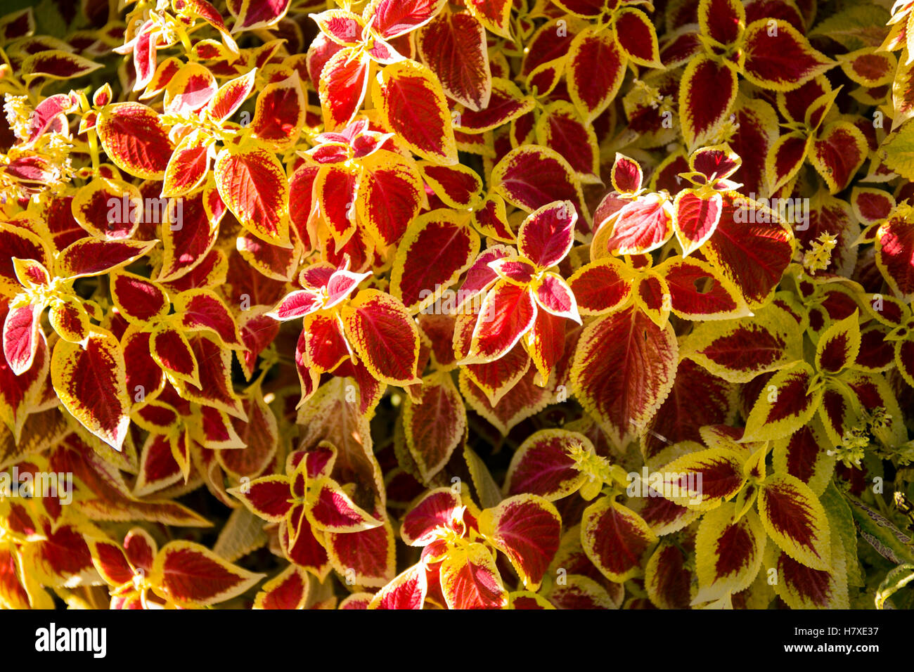 colorful flowers and leaves texture in autumn Stock Photo - Alamy