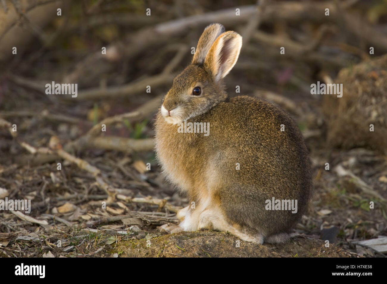 Snowshoe Hare (Lepus americanus), Denali National Park, Alaska Stock ...