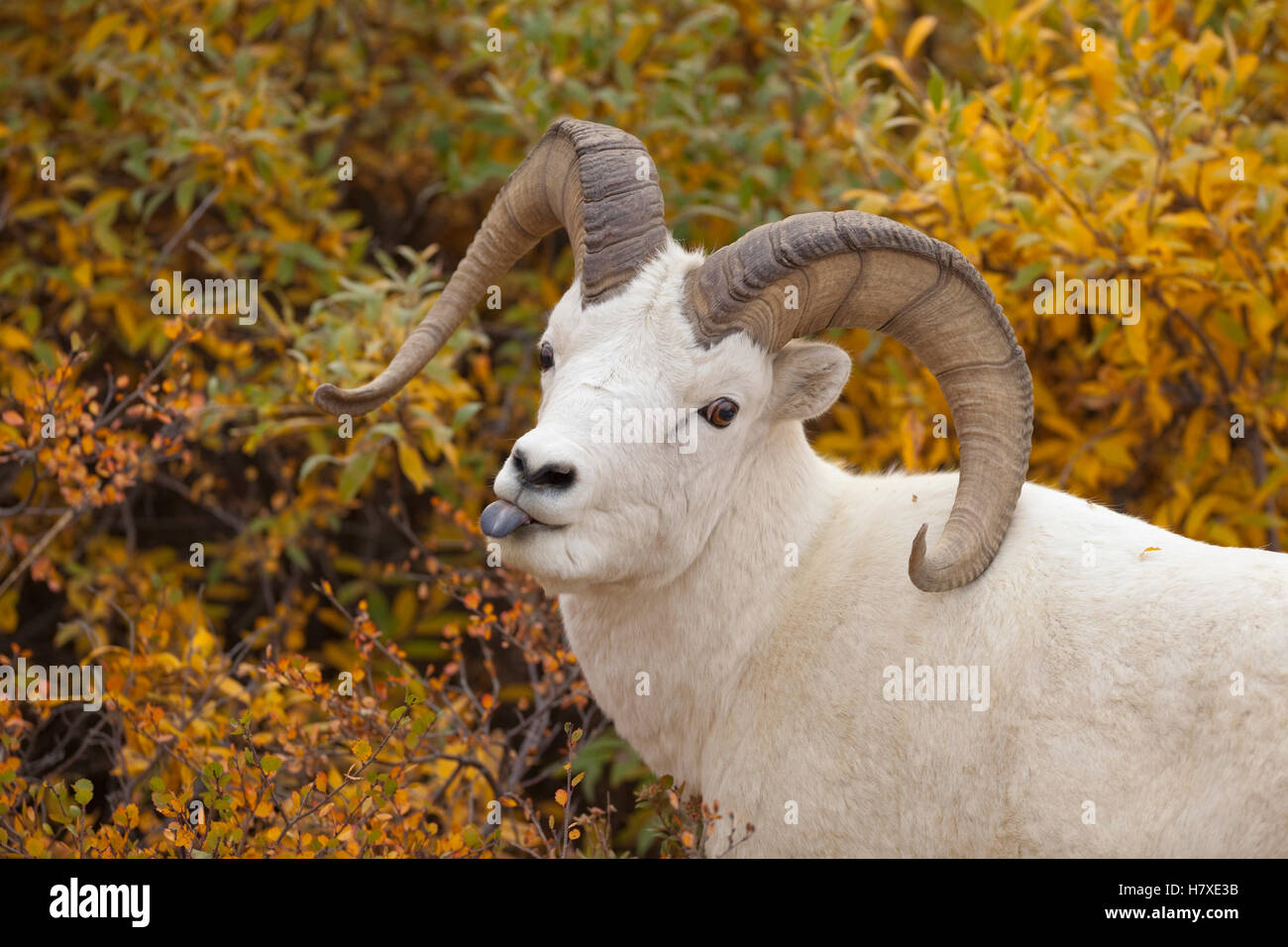 Dall's Sheep (Ovis dalli) ram, Denali National Park, Alaska Stock Photo - Alamy
