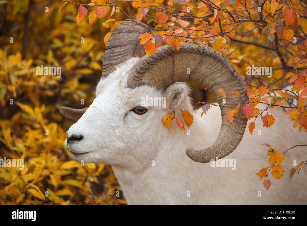 Dall's Sheep (Ovis dalli) ram, Denali National Park, Alaska Stock Photo - Alamy