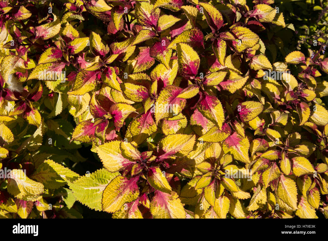 colorful flowers and leaves texture in autumn Stock Photo - Alamy