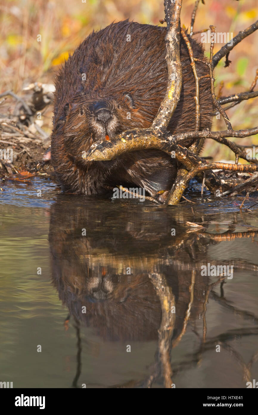 American Beaver (Castor canadensis) dragging cut branch to pond, Denali ...