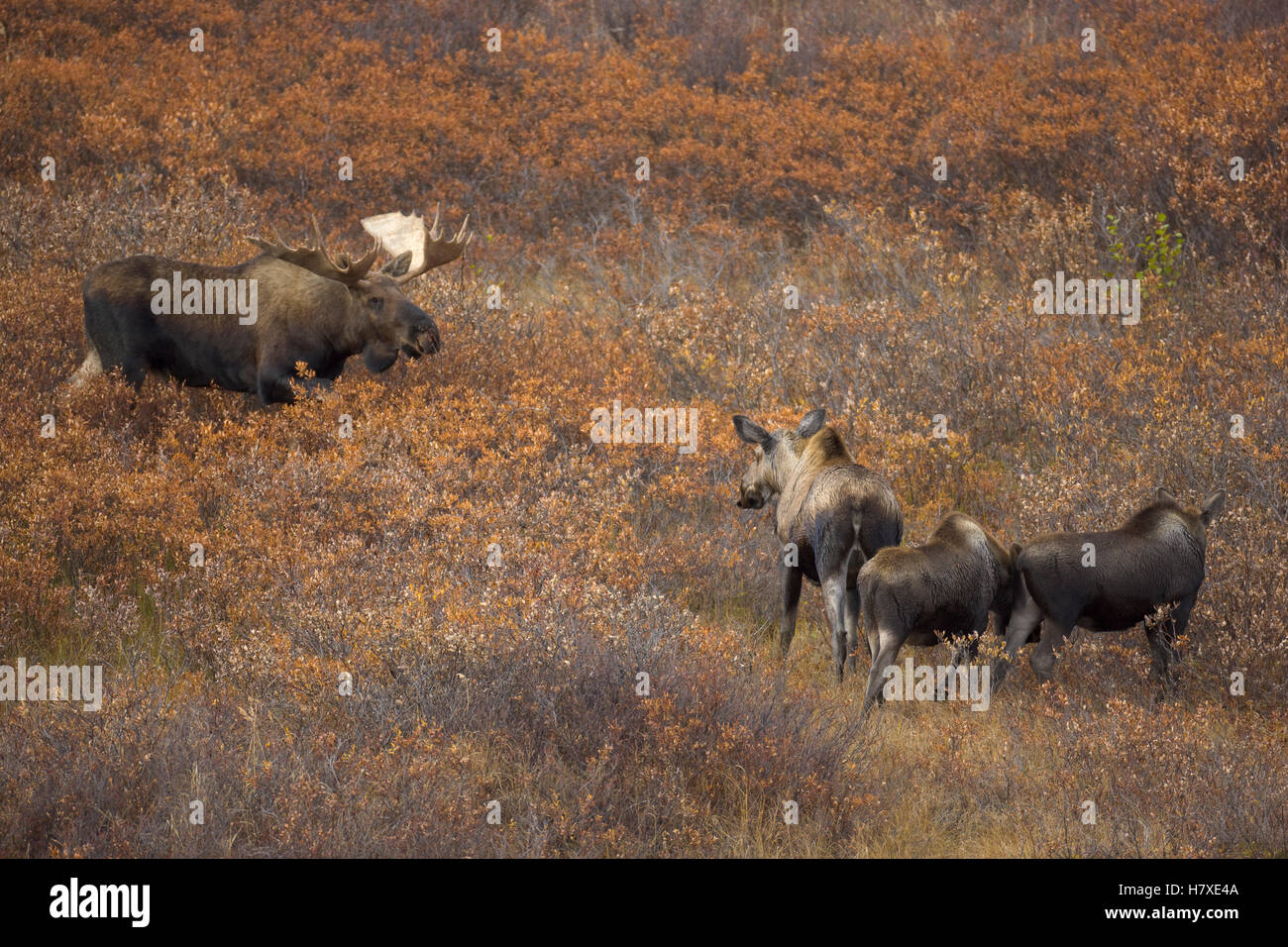 Alaska Moose (Alces alces gigas) male walking by female with calves ...