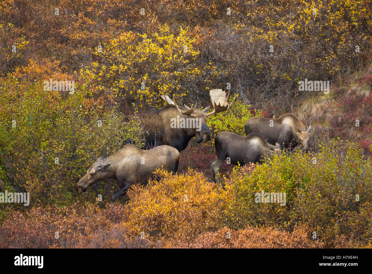 Alaska Moose (Alces alces gigas) male and female with calves during ...