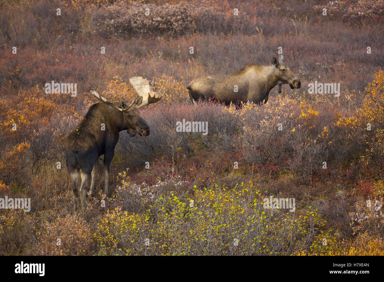Alaska Moose (Alces alces gigas) male and female on tundra during ...