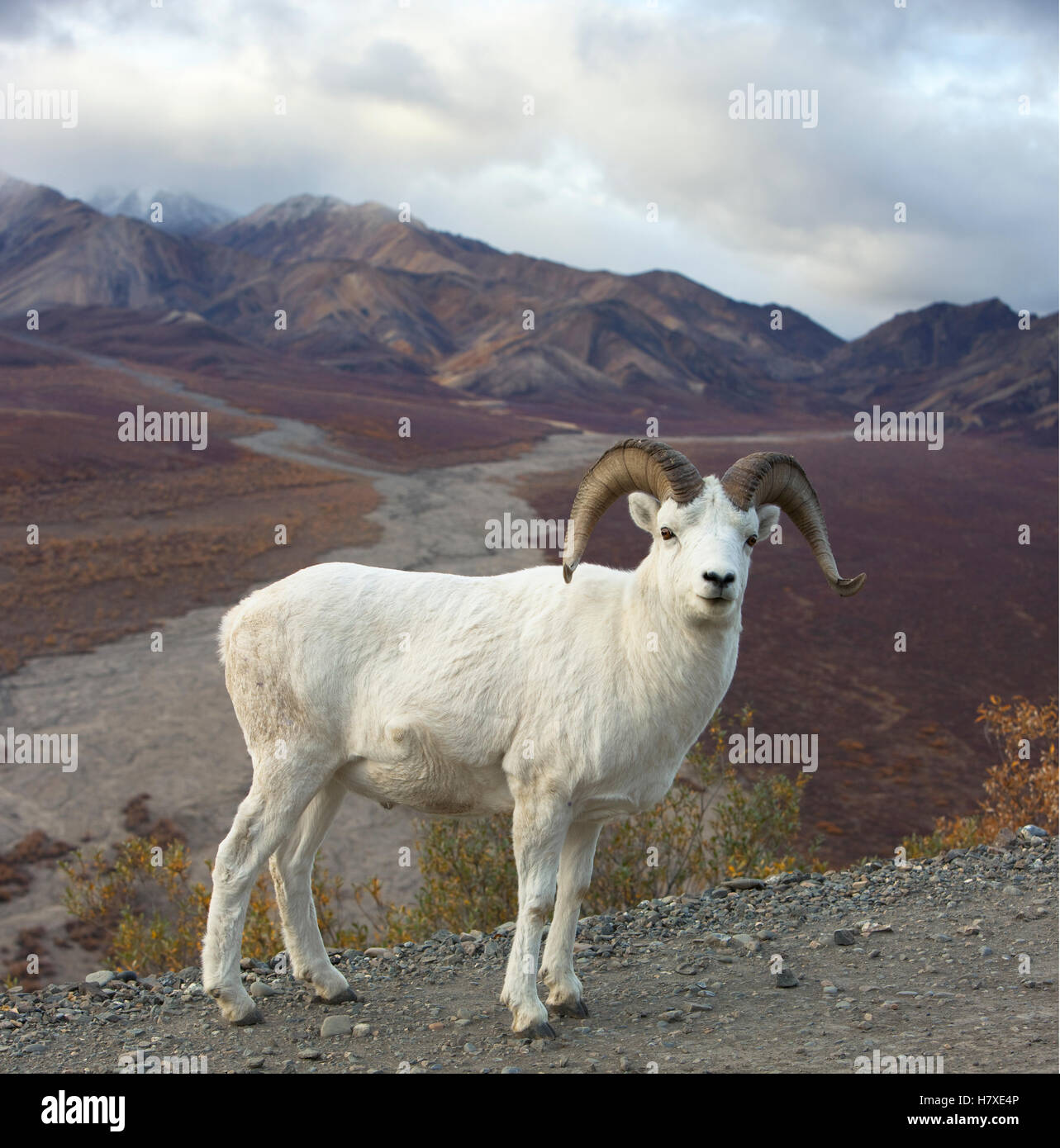 Dall's Sheep (Ovis dalli) ram, Denali National Park, Alaska Stock Photo - Alamy