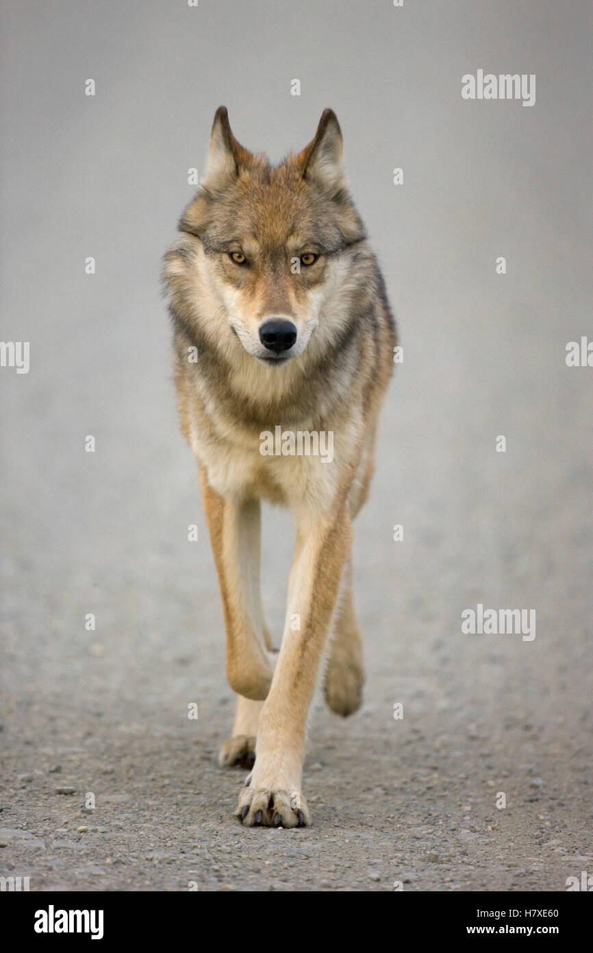 Gray Wolf (Canis lupus) walking on gravel road, Denali National Park ...