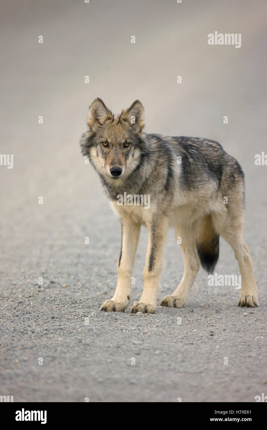 Gray Wolf (Canis lupus) pup on gravel road, Denali National Park ...