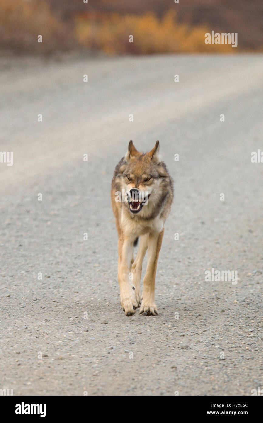Gray Wolf (Canis lupus) walking on gravel road, Denali National Park ...