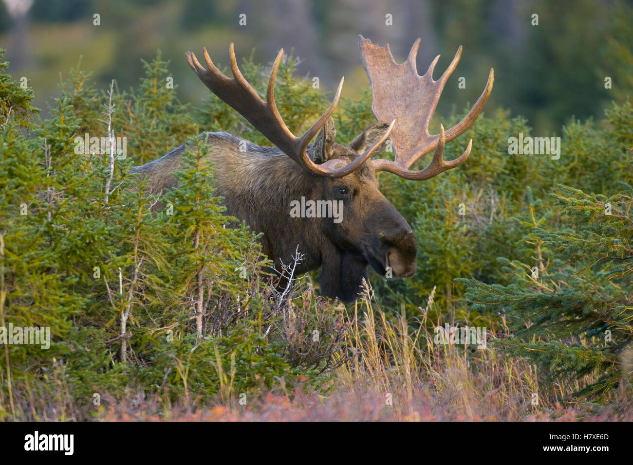 Alaska Moose (Alces alces gigas) bull during breading season, Chugach ...