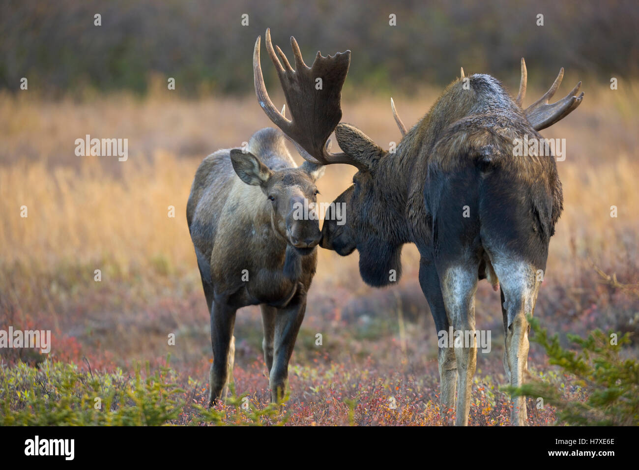 Alaska Moose (Alces alces gigas) bull and cow nuzzling during breeding ...