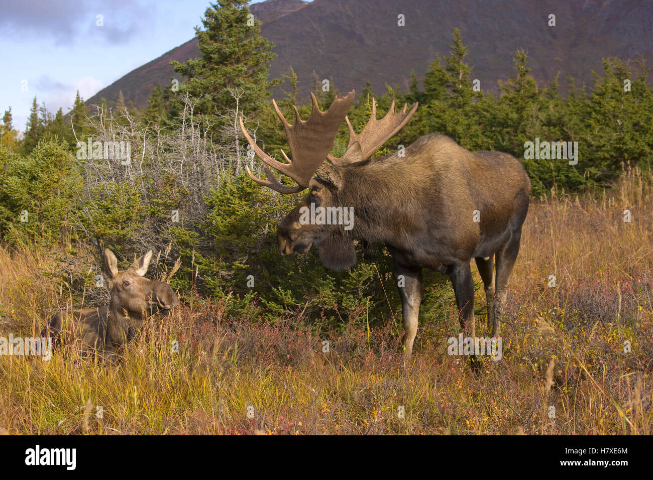 Alaska Moose (Alces alces gigas) bull and resting cow during breeding ...