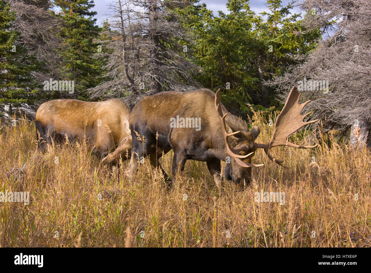Alaska Moose (Alces alces gigas) bull urinates and cow smells urine and ...