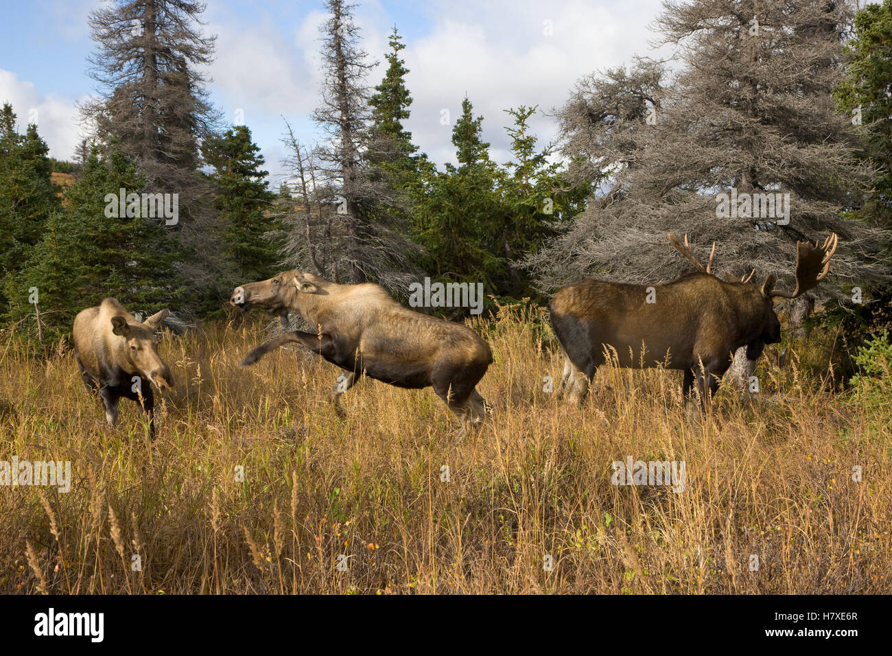 Alaska Moose (Alces alces gigas) cows fighting, one chasing another ...