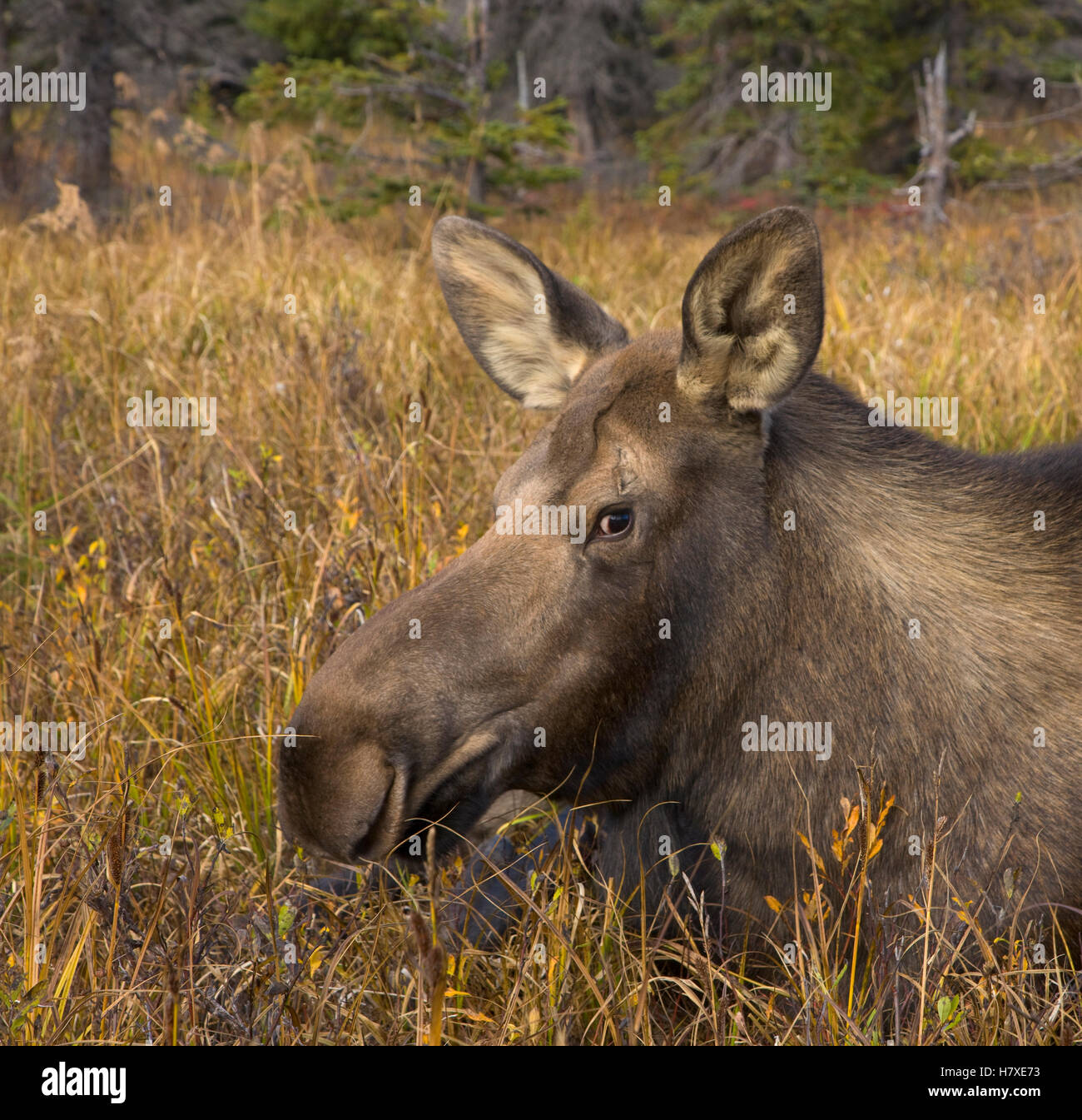 Alaska Moose (Alces alces gigas) cow resting in tall grass during ...