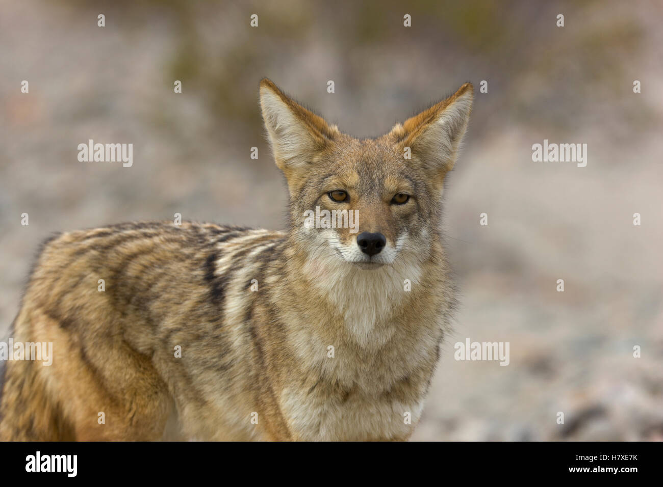 Coyote (Canis latrans), Mojave Desert, Death Valley National Park ...
