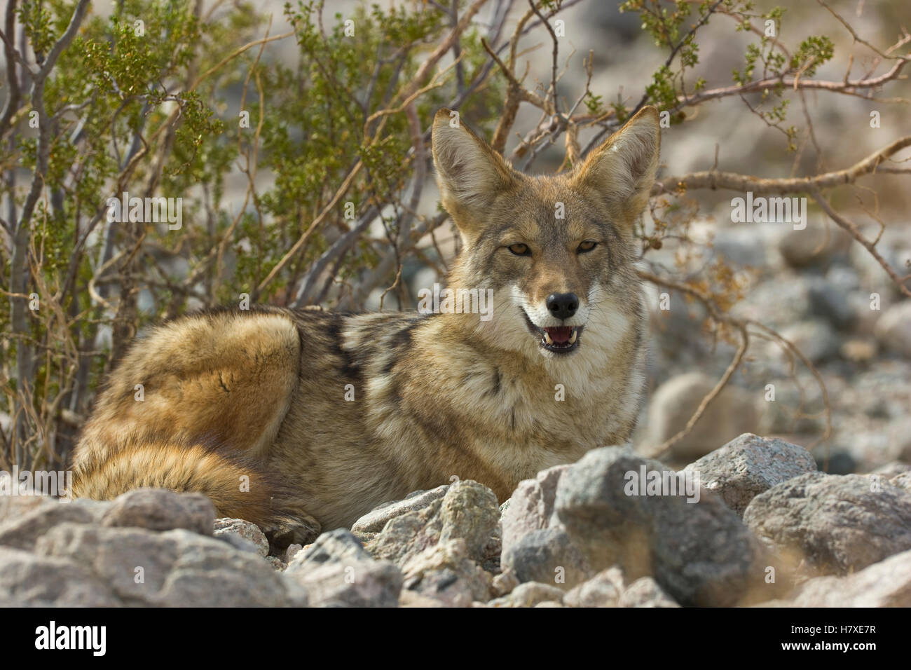 Coyote (Canis latrans), Mojave Desert, Death Valley National Park ...