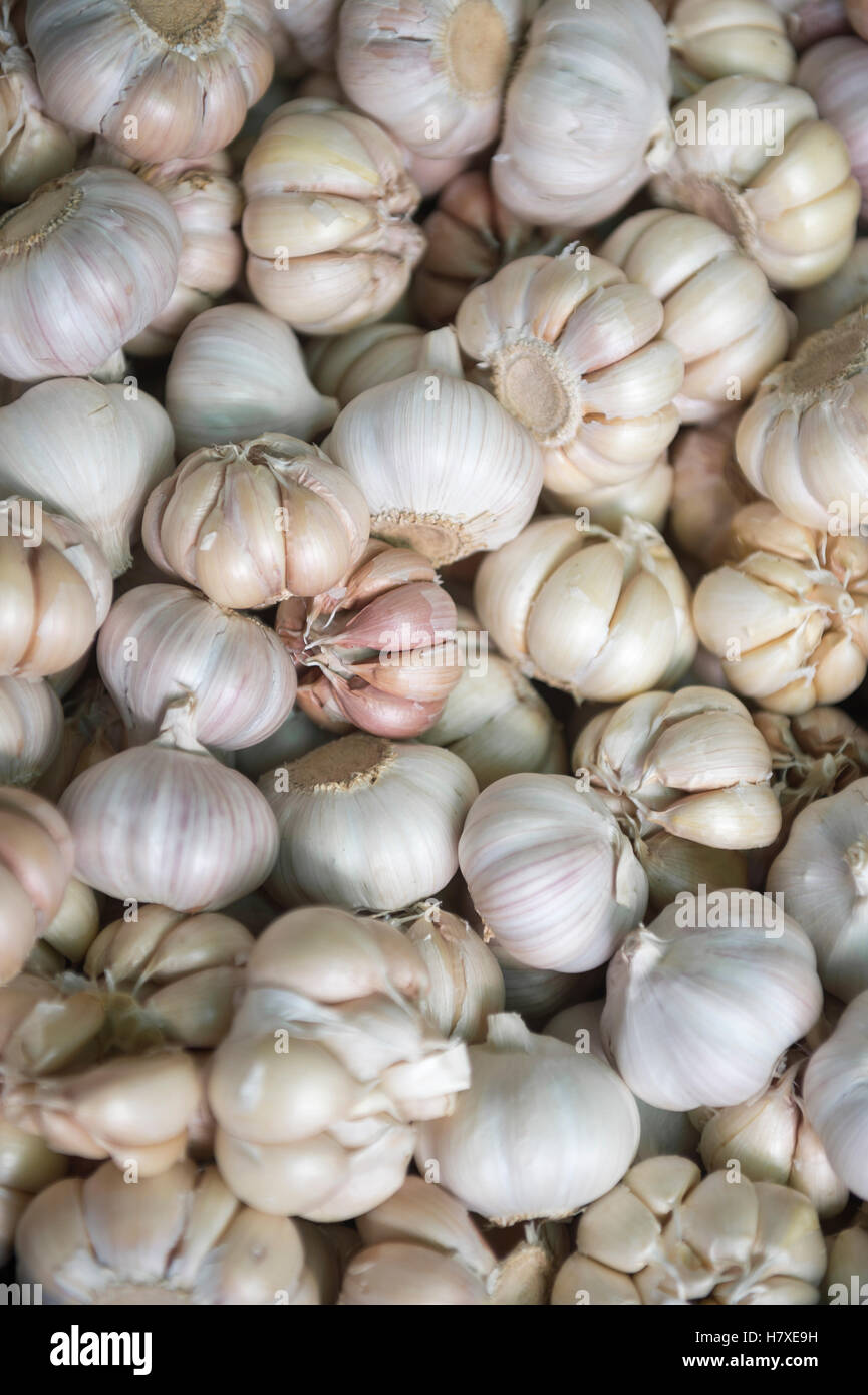 Garlic bulbs stacked at an outdoor fruit and vegetable market Stock ...