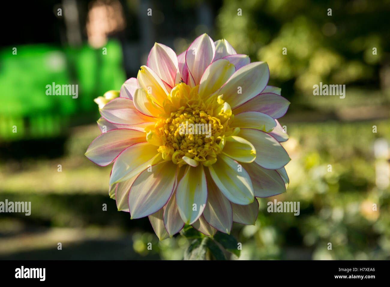 Colorful dahlia flower in the botanical garden Stock Photo - Alamy