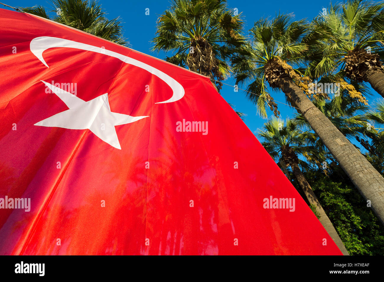 Large Turkish flag hanging next to tall palm trees under bright blue ...