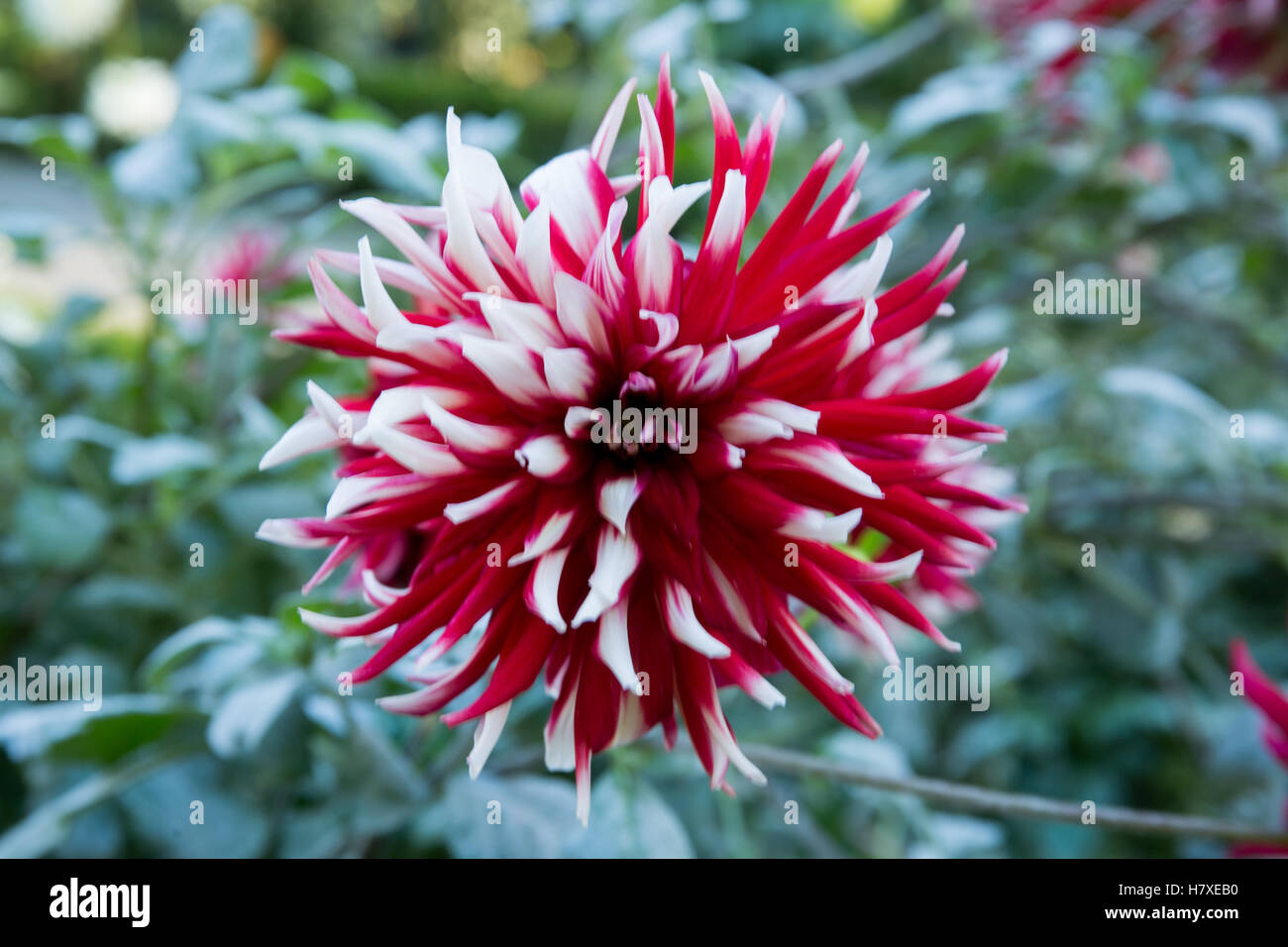 Colorful dahlia flower in the botanical garden Stock Photo - Alamy