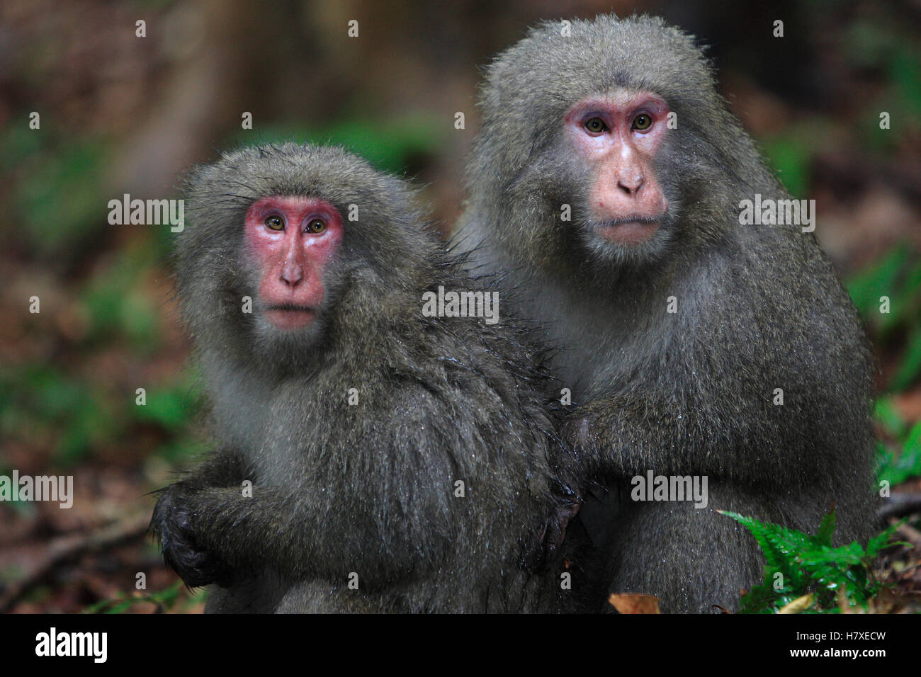 Japanese Macaque (Macaca fuscata) male and female, Yakushima Island ...