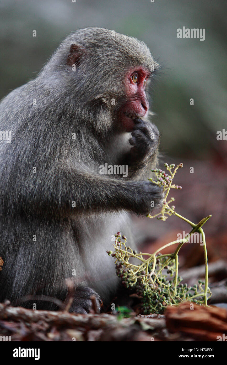 Japanese Macaque (Macaca fuscata) feeding on fruit, Yakushima Island ...