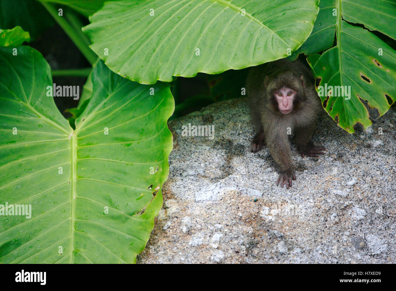 Japanese Macaque (Macaca fuscata) emerging from under leaves, Yakushima ...
